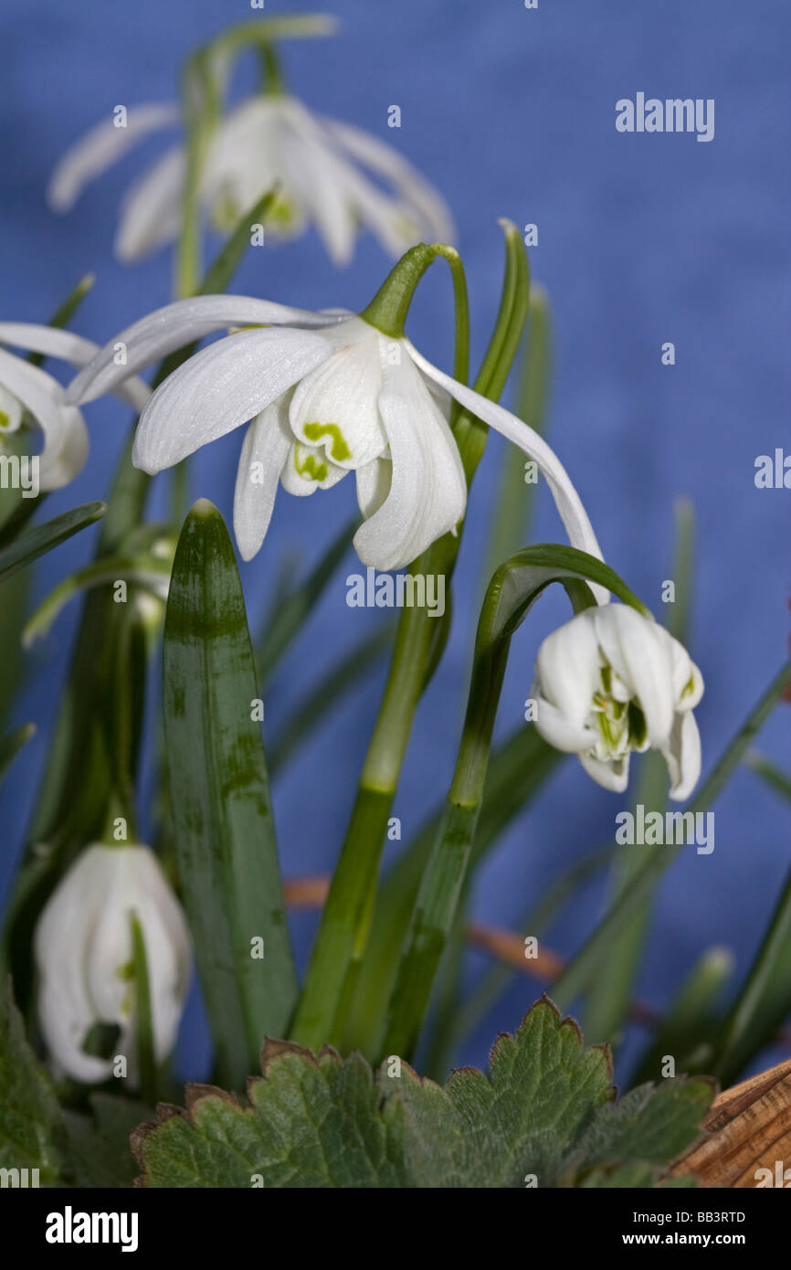 Group of snowdrops Stock Photo - Alamy