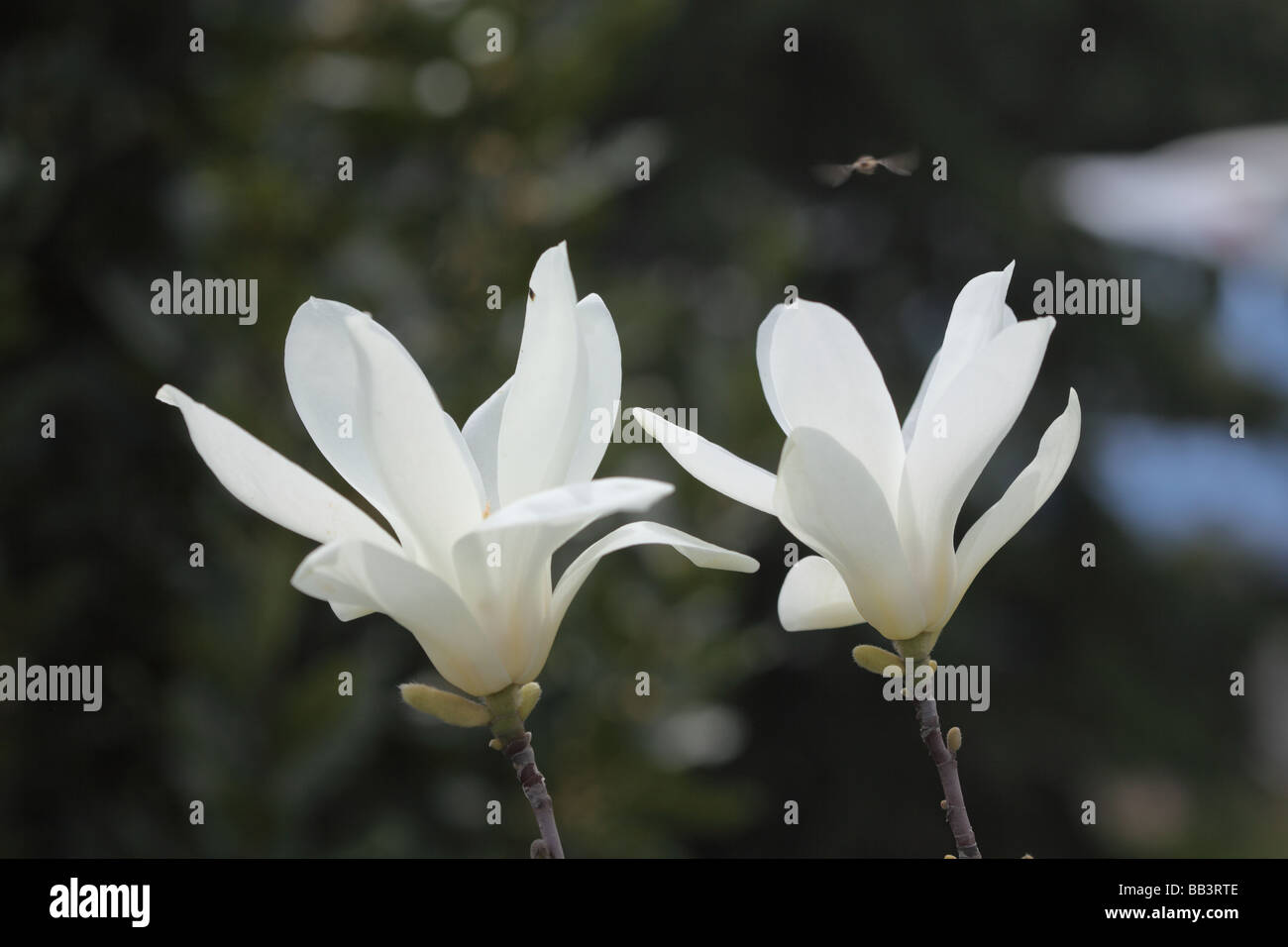 Double magnolia flower hi-res stock photography and images - Alamy