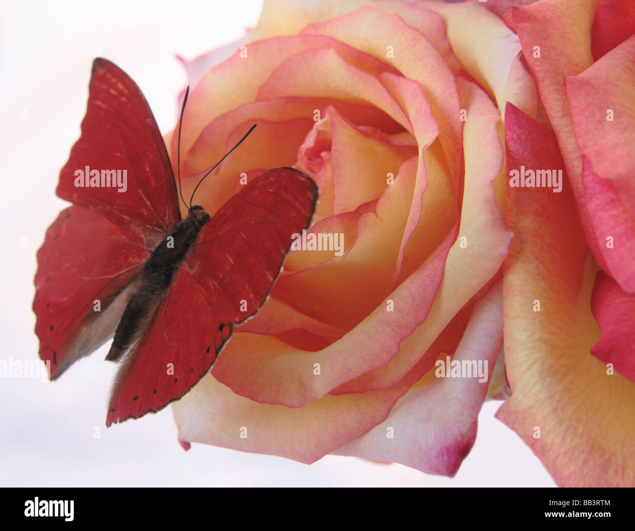 red butterfly on a pink rose Stock Photo - Alamy