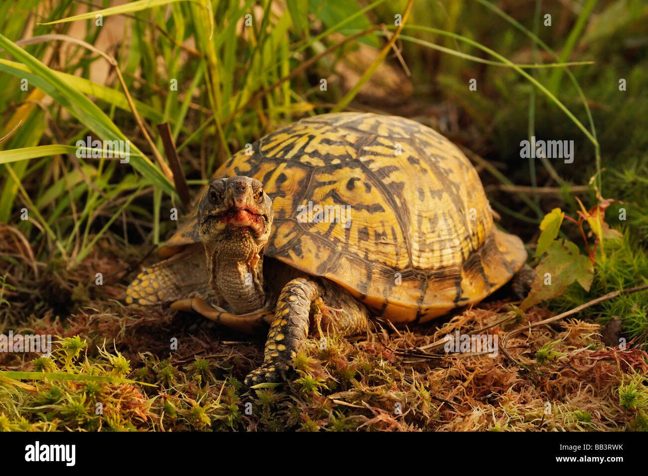 Turtle of michigan hi-res stock photography and images - Alamy