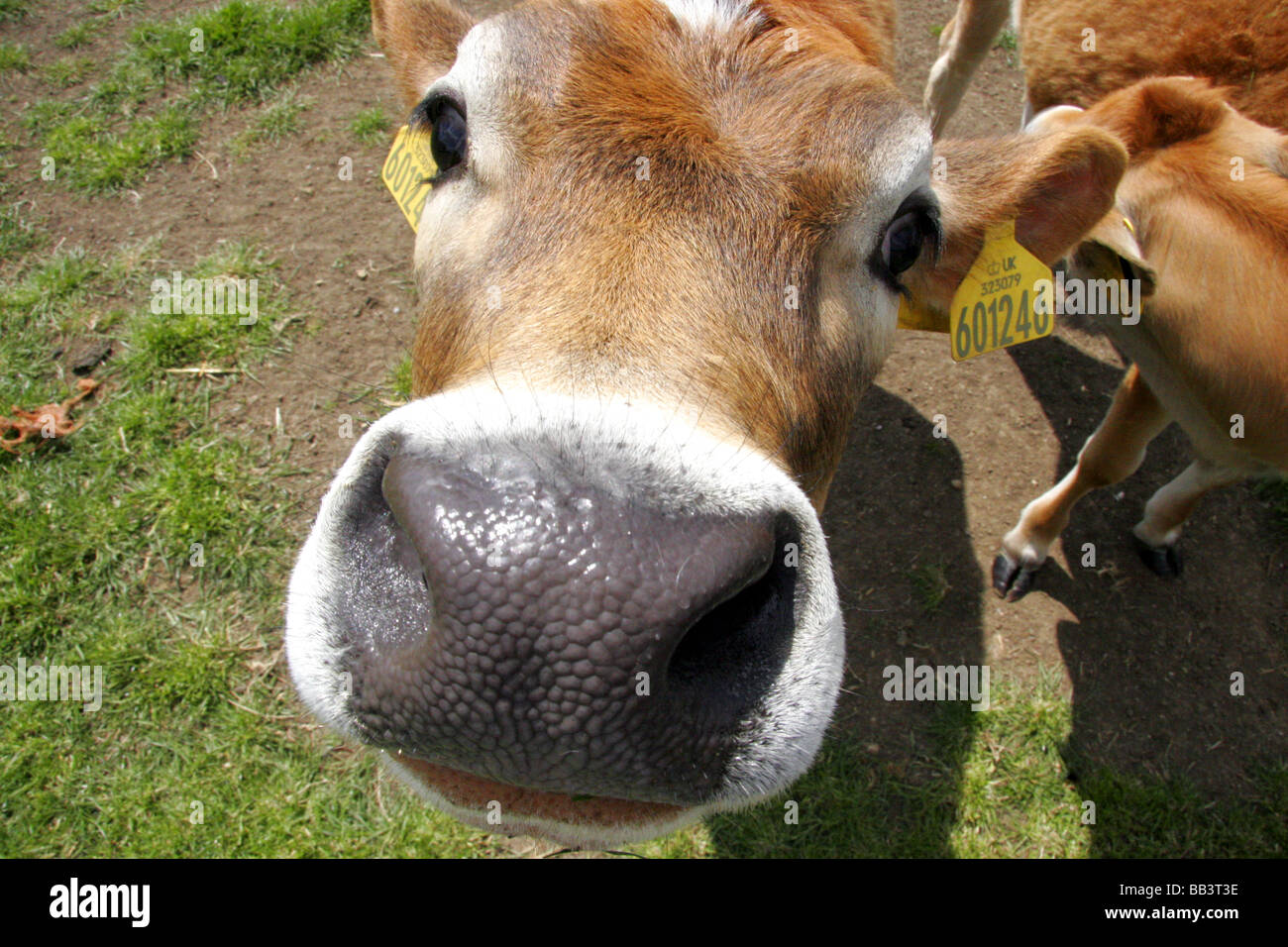 Cow looking into camera Stock Photo - Alamy