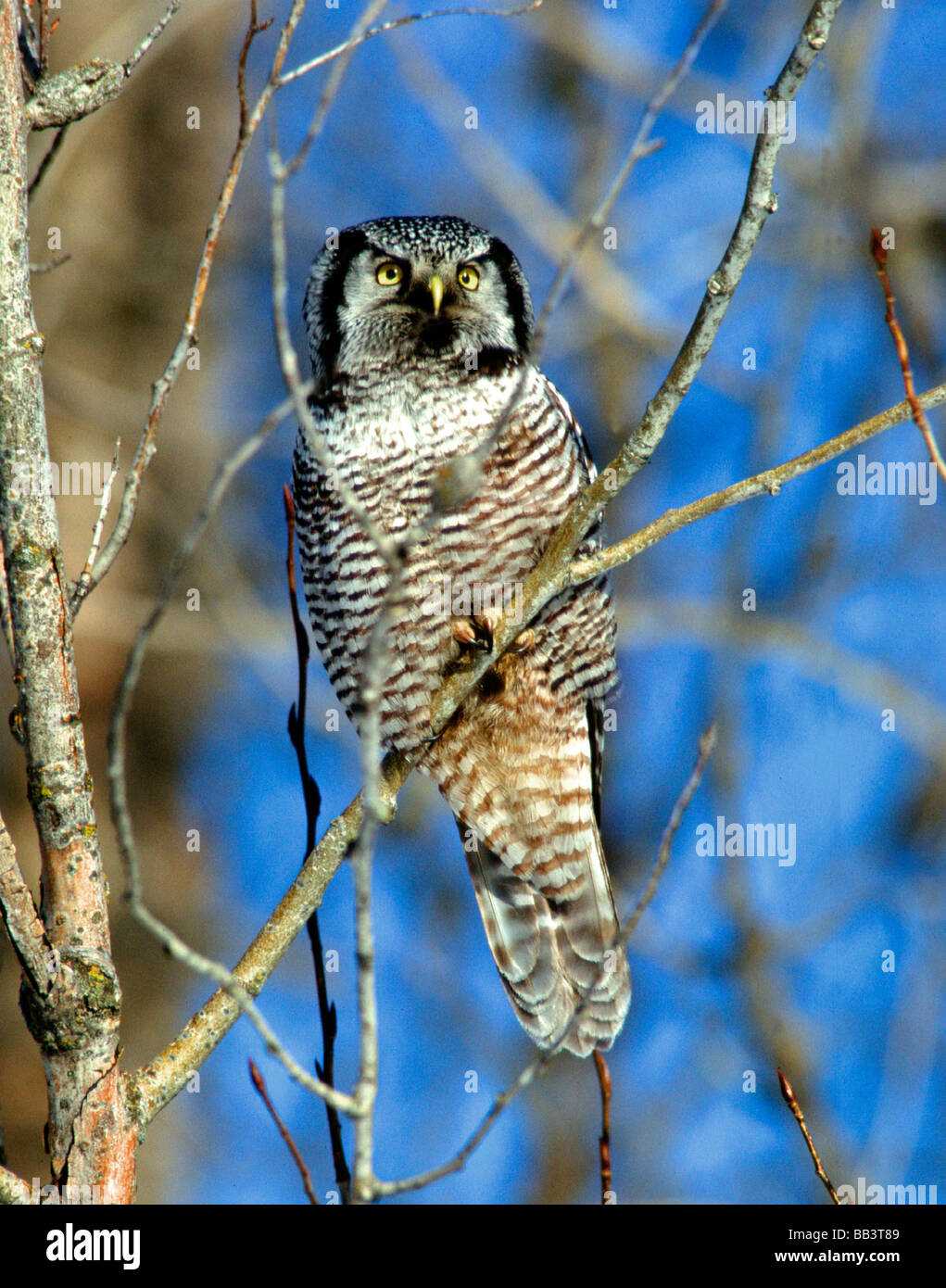 Northern hawk owl in flight hi-res stock photography and images - Alamy