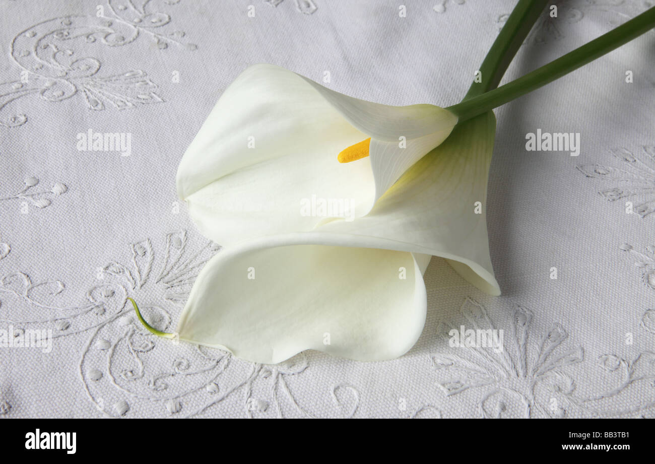 Two calla lilies hi-res stock photography and images - Alamy