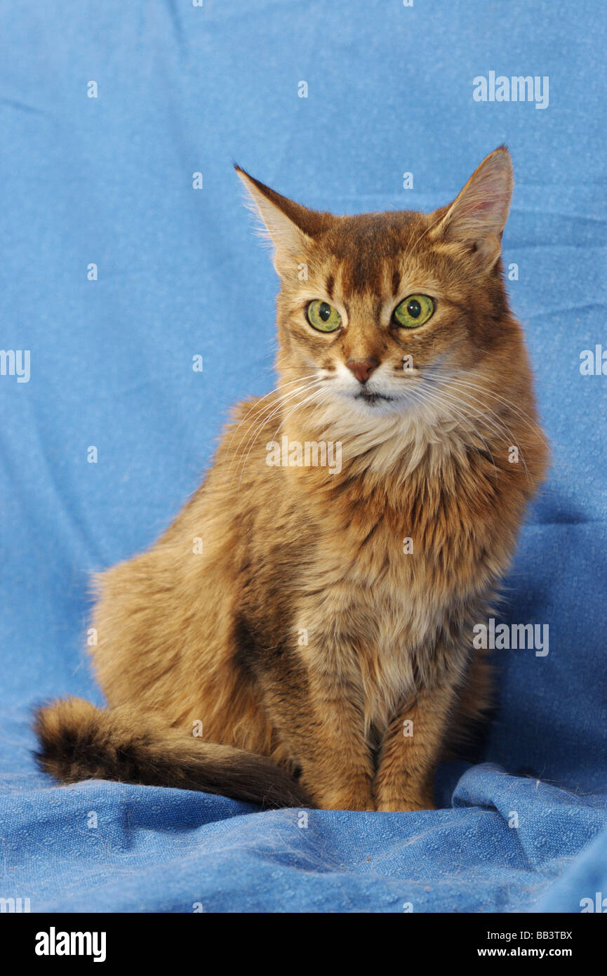 Portrait somali cat hi-res stock photography and images - Alamy