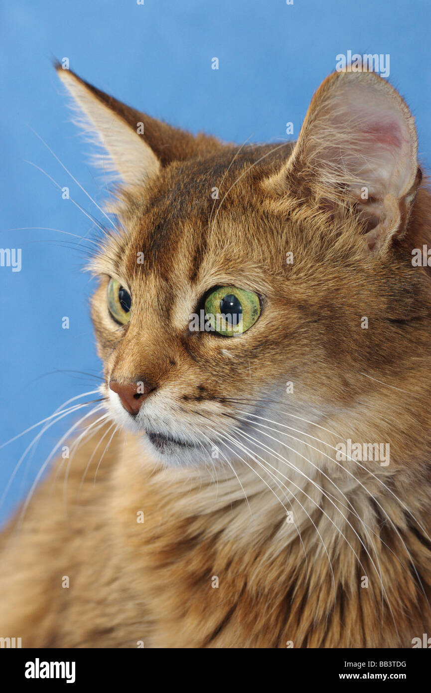 Somali indoors indoor portrait muzzle breed breeds downy fluffy furry ...