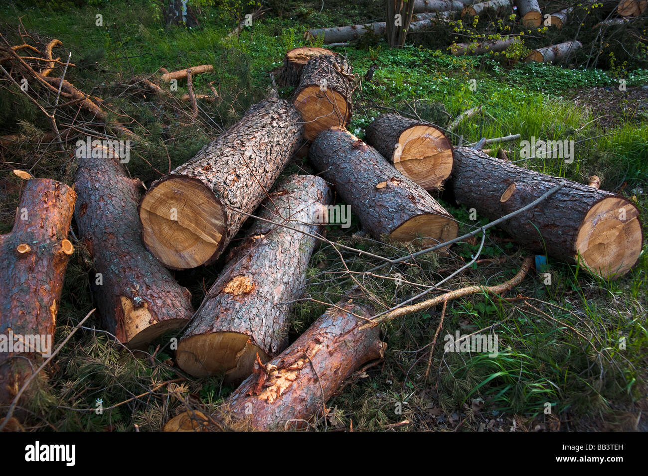 Scattered logs from sawed pine and fir trees in the woods Stock Photo ...