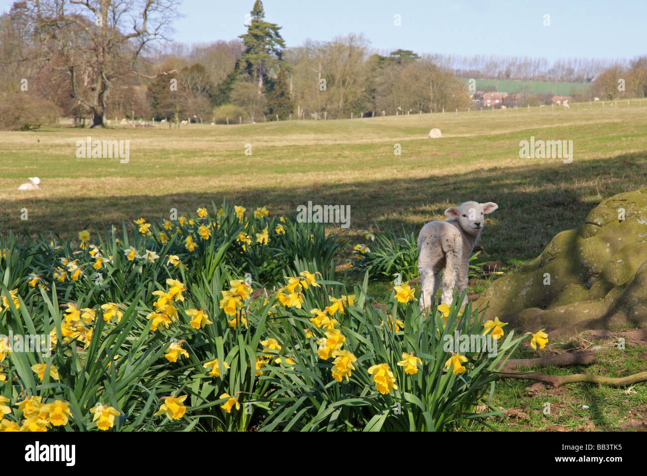 Lamb in the Spring daffodils Stock Photo - Alamy