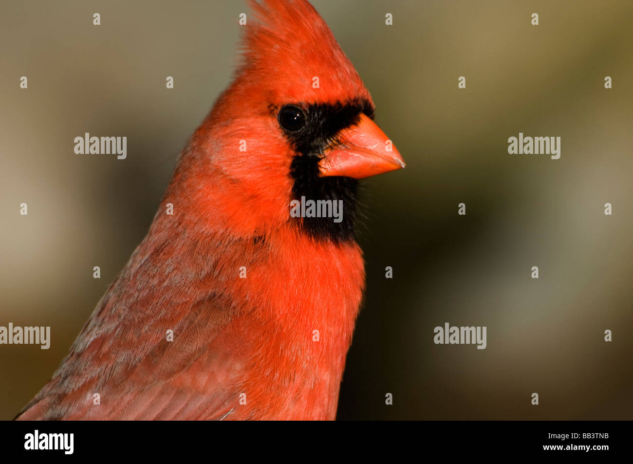 Northern Cardinal close up portrait Stock Photo - Alamy