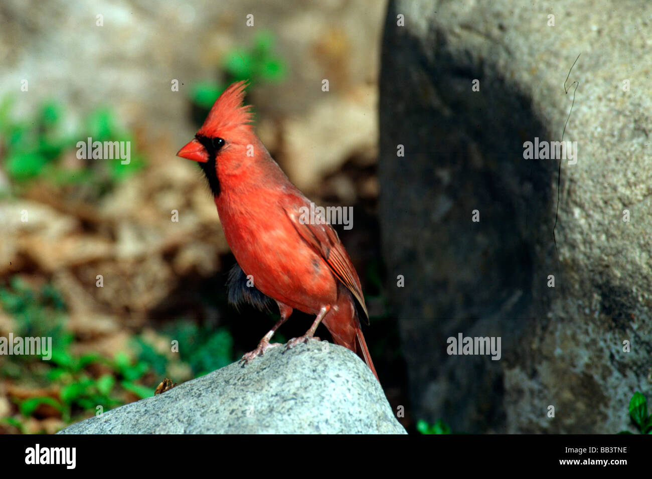 Cardinal heights hi-res stock photography and images - Alamy