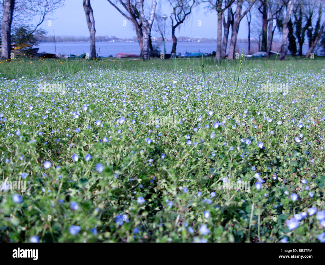 forget me not flowers in a Spring field Stock Photo - Alamy
