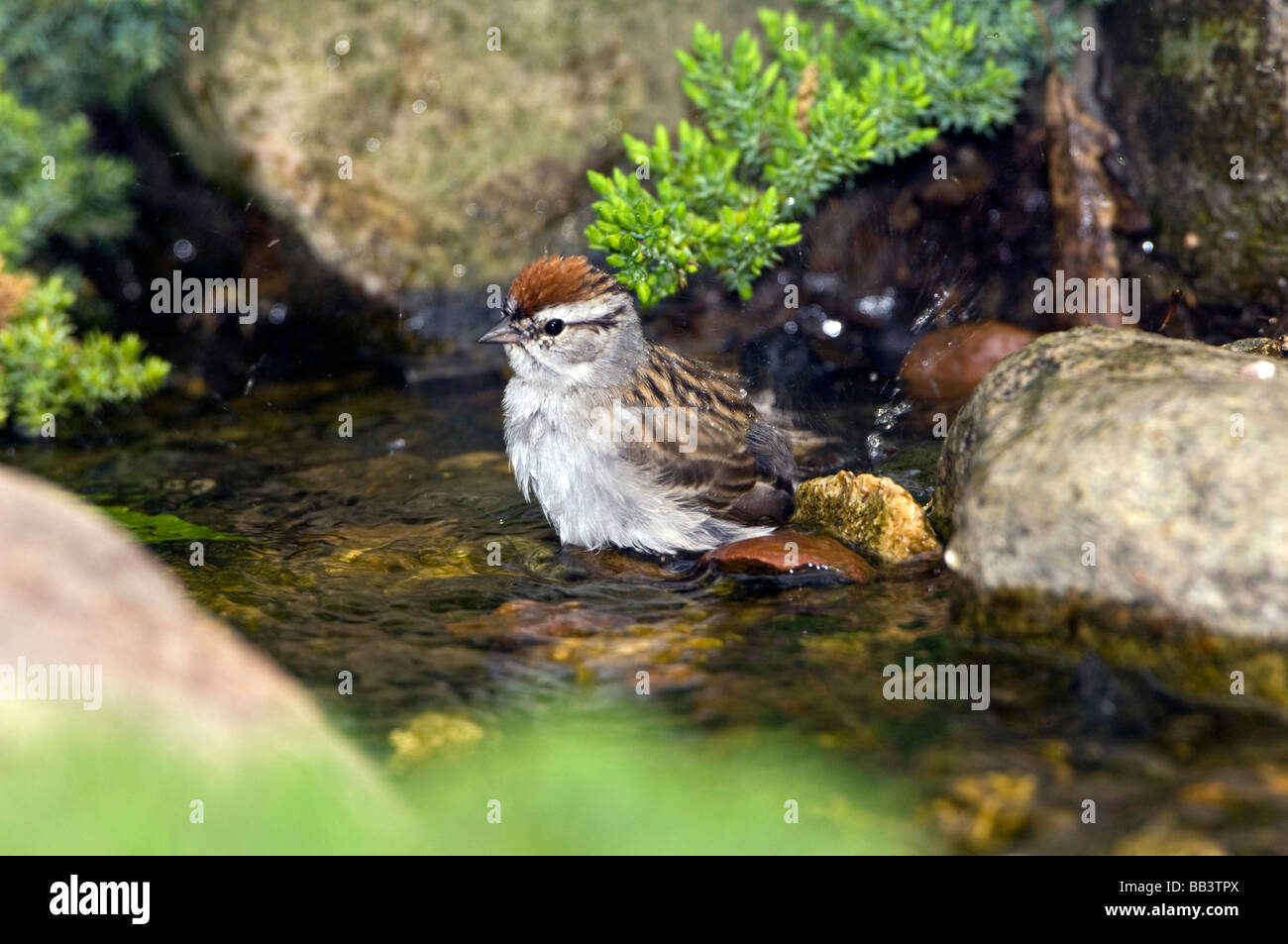 Chipping Sparrow, bathing in water Stock Photo - Alamy