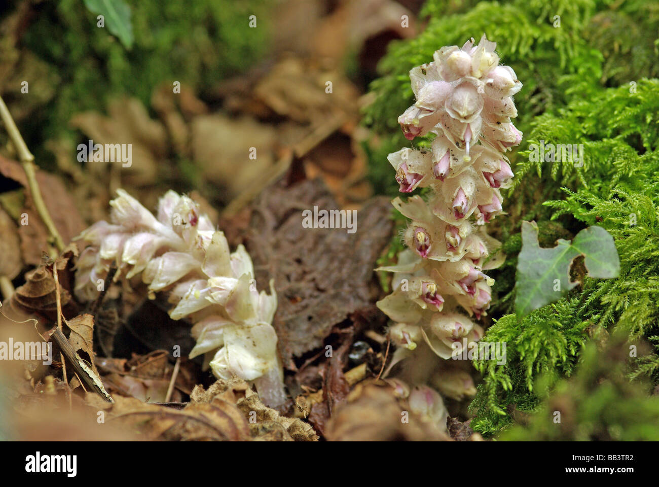 Toothwort - Lathraea squamaria Stock Photo - Alamy