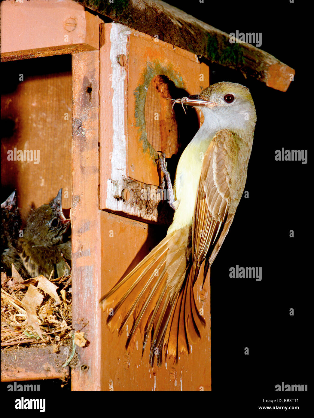 Great Crested Flycatcher and young in nest box Stock Photo - Alamy