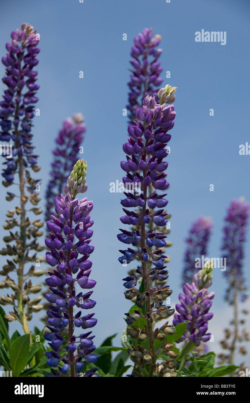 Breton National Flower New Zealand Native Adjusting To Christmas In
