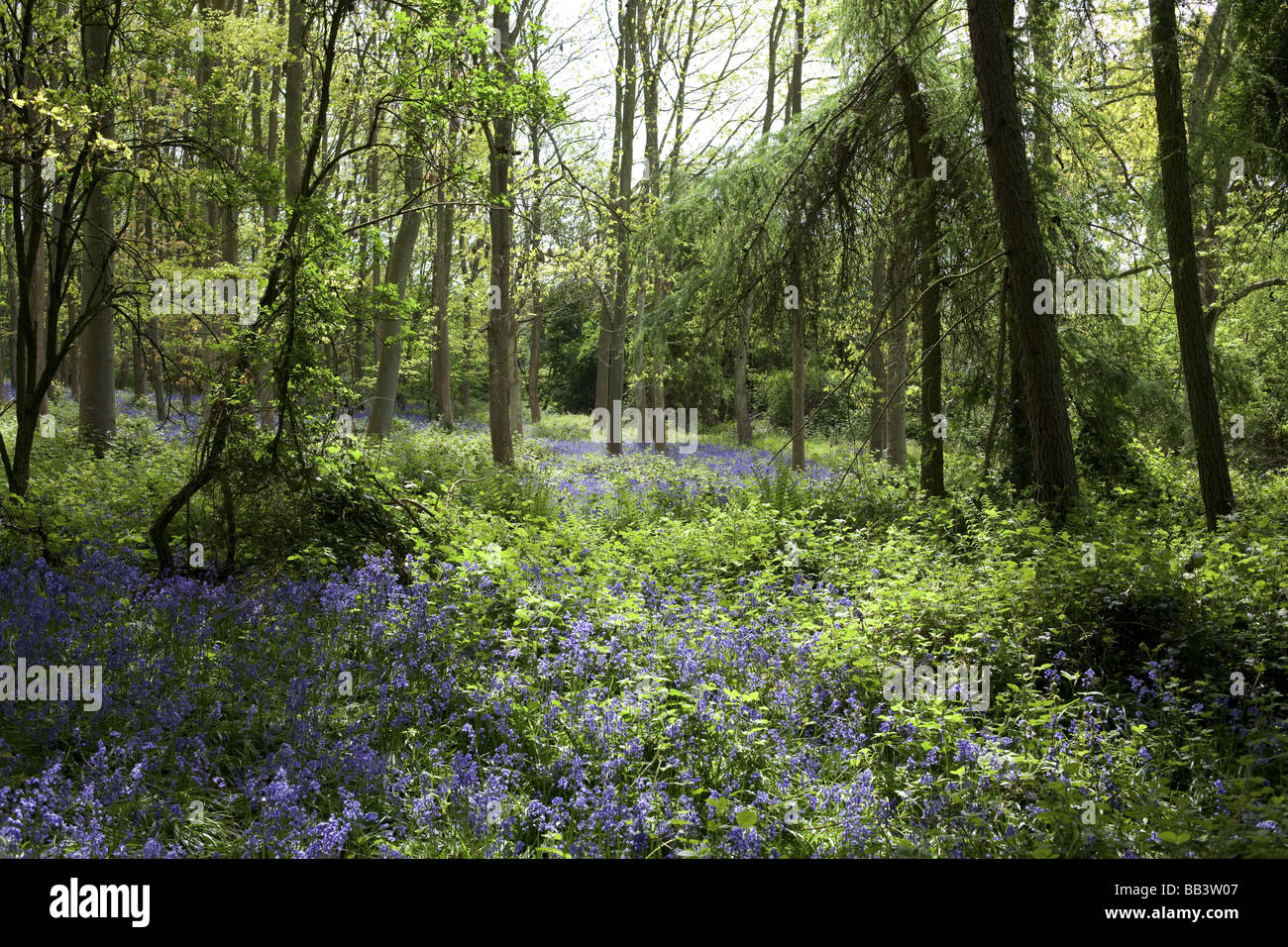 Spring time in the bluebell woods Stock Photo - Alamy