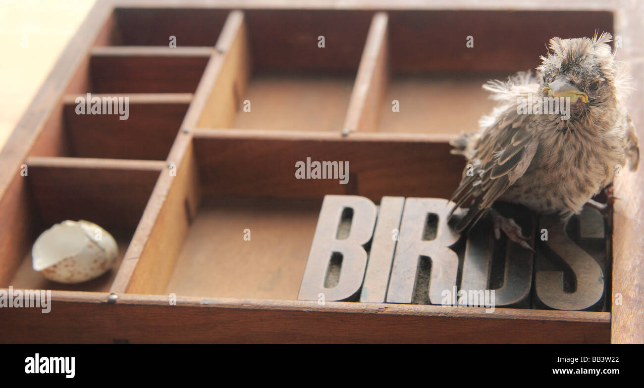 baby bird on the word 'birds' in an old wood type tray Stock Photo - Alamy