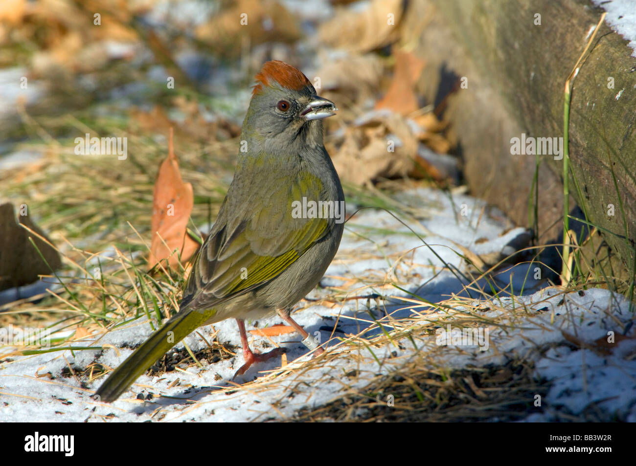 Green-Tailed Towhee (Pipilo chlorurus) in Mountain Lake, Minnesota ...