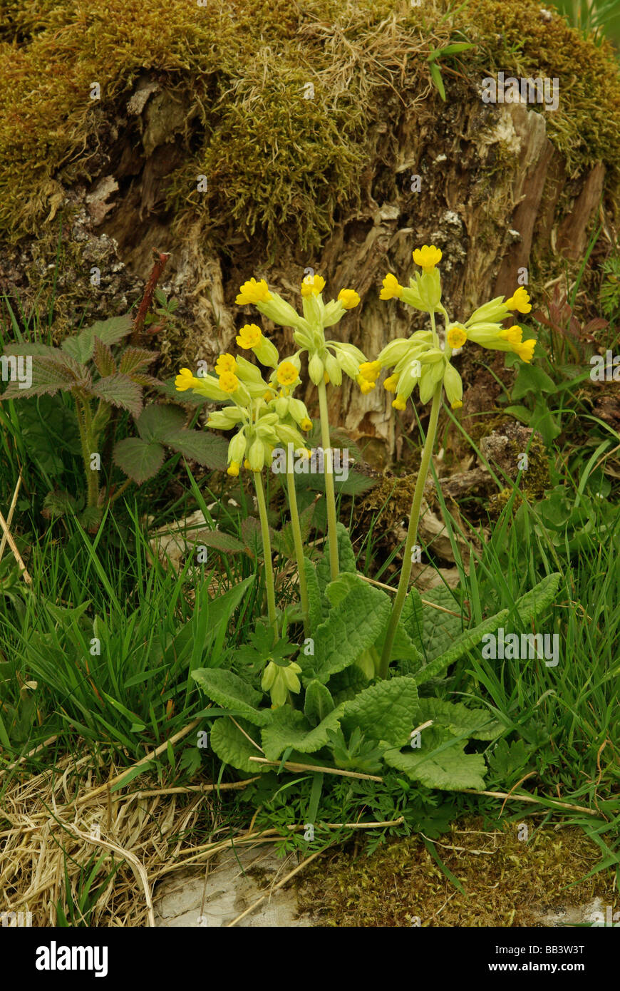Cowslips - Primula veris Stock Photo - Alamy