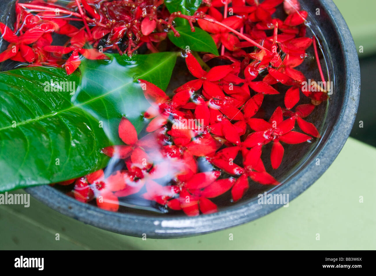 Tropical floral display hi-res stock photography and images - Alamy