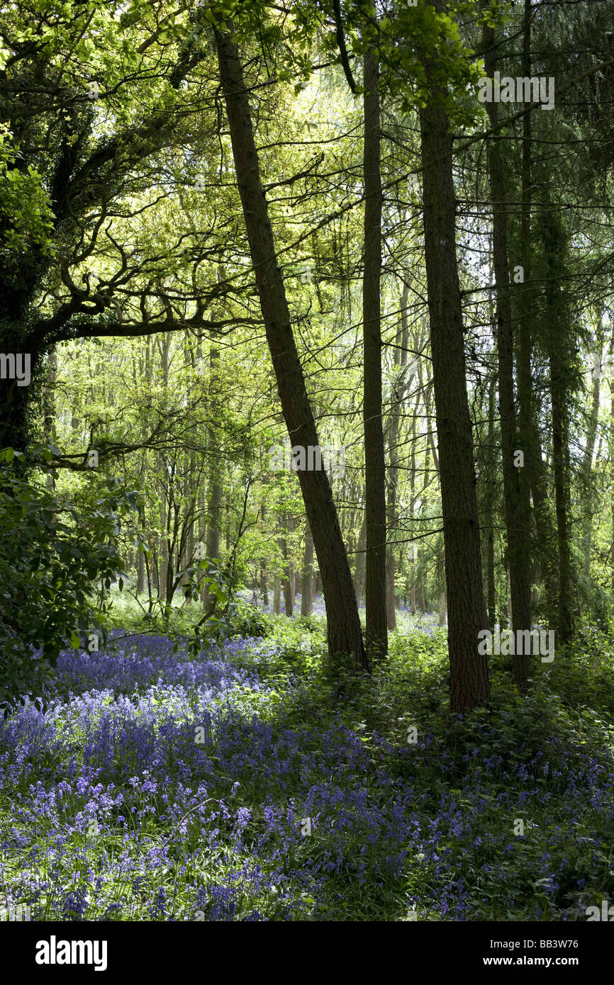 Spring time in the bluebell woods Stock Photo - Alamy