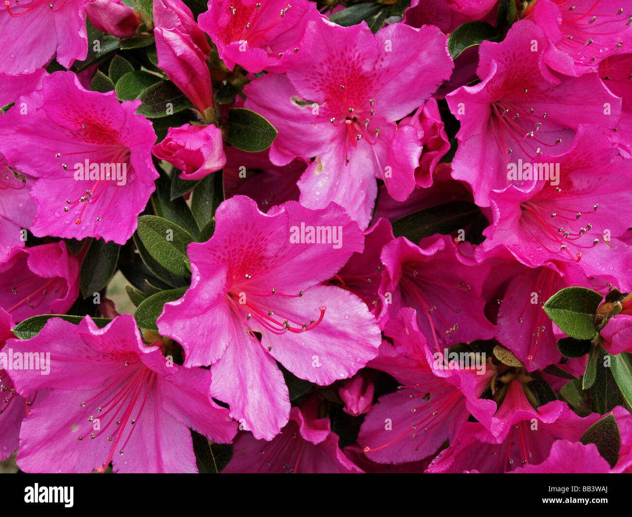 azalea flowers closeup pink red stems and leaves visible Stock Photo ...