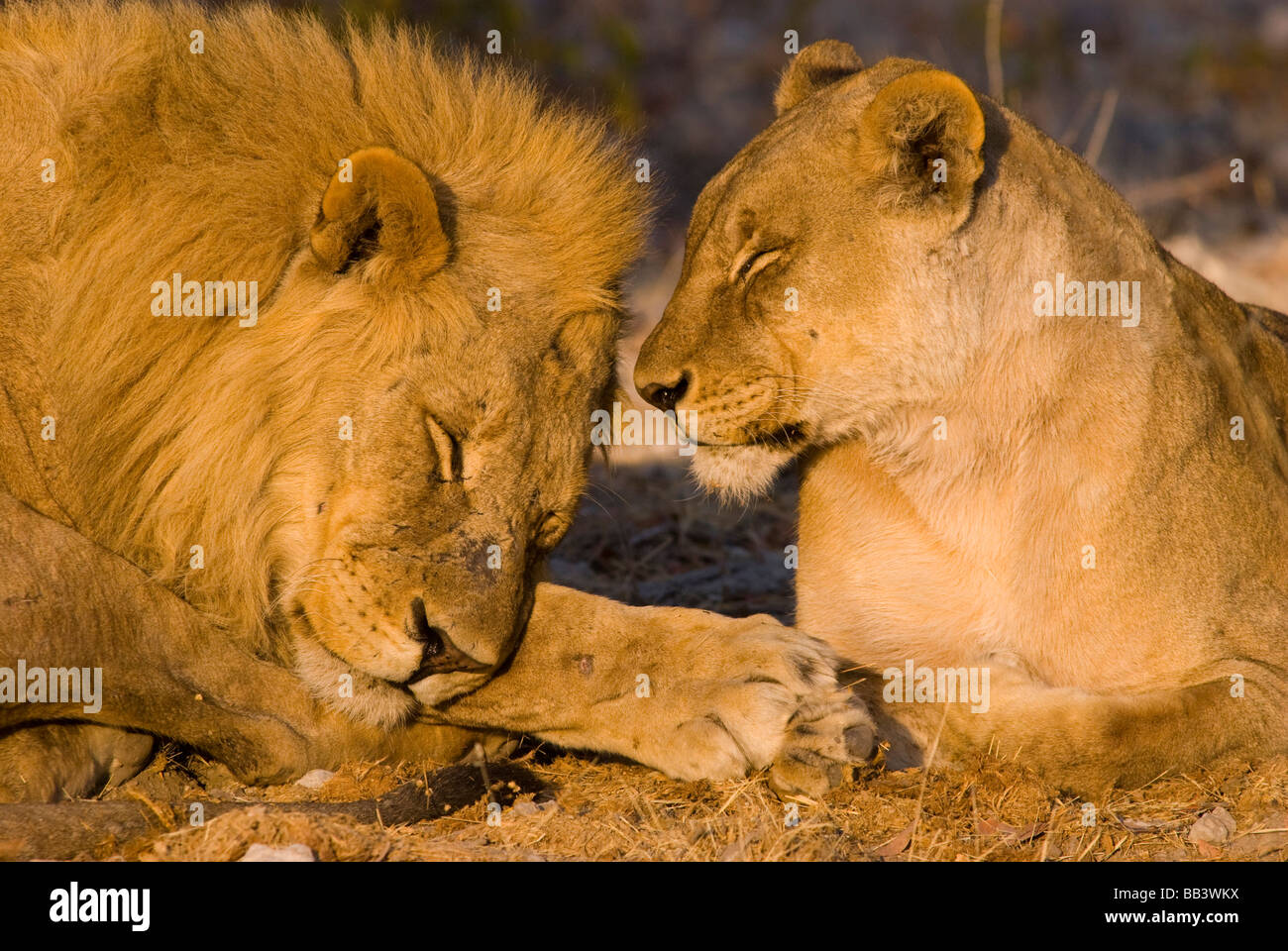 Romantoc lions hi-res stock photography and images - Alamy
