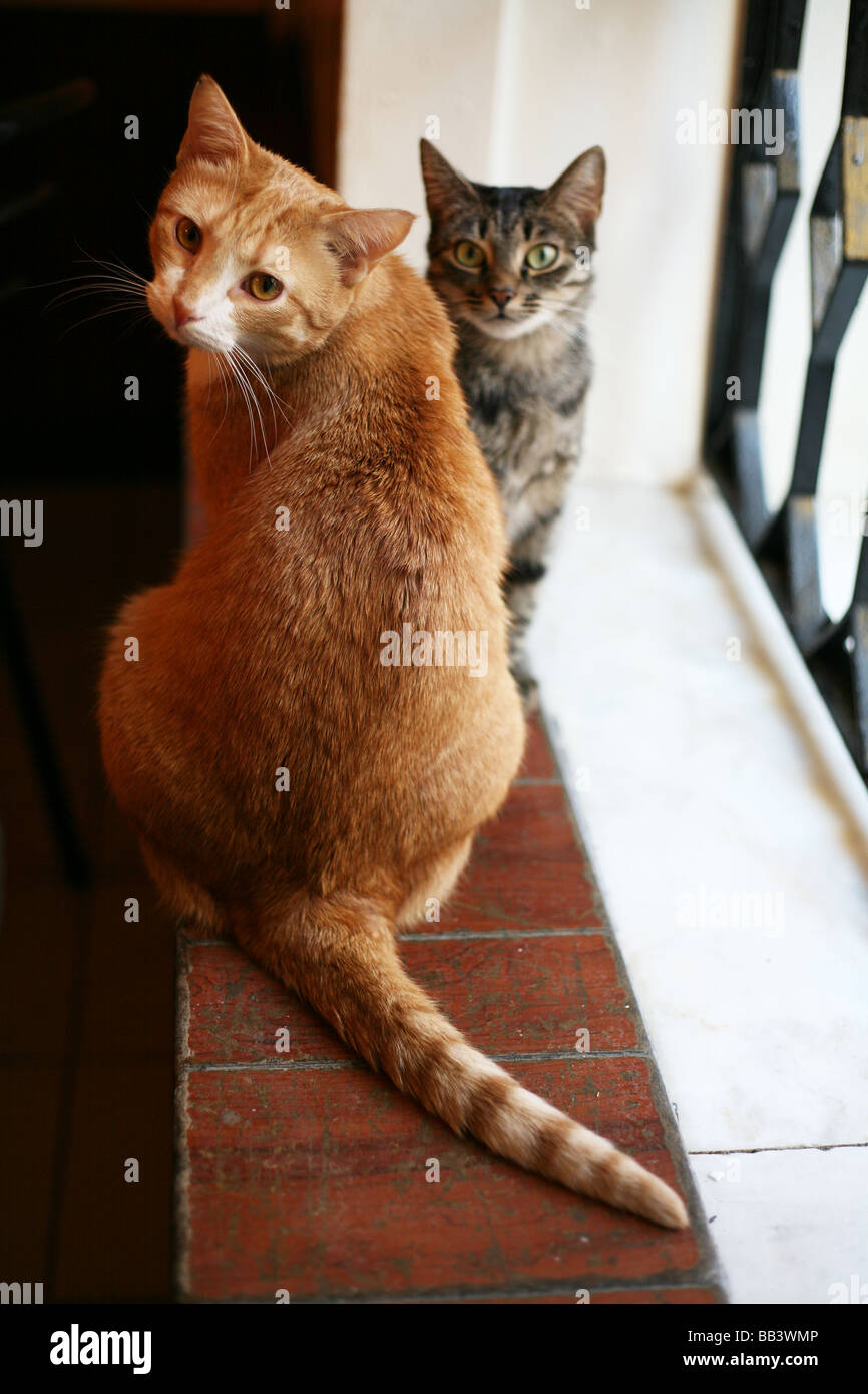 Two cats indoors tail hi-res stock photography and images - Alamy