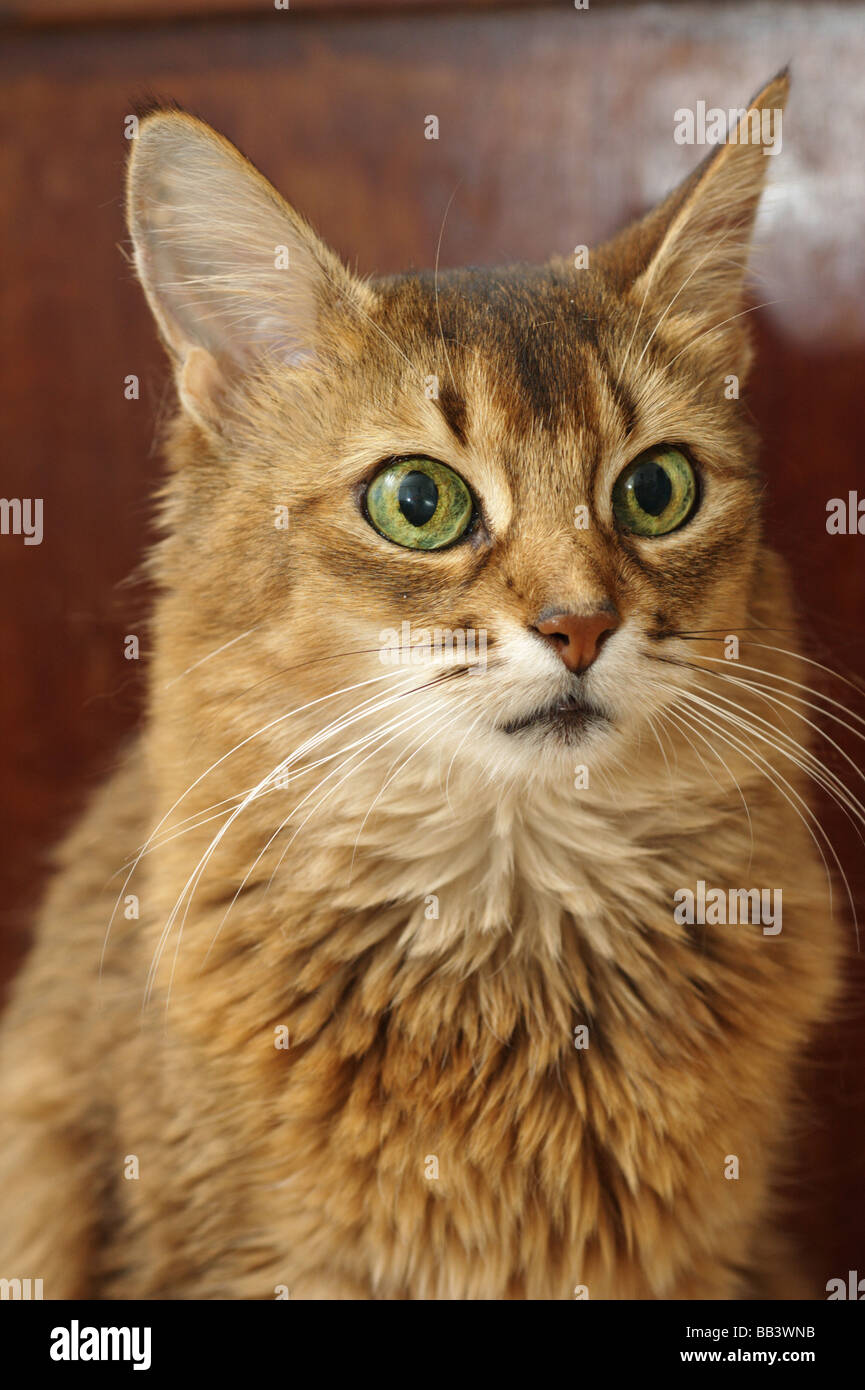 Somali indoors indoor portrait muzzle breed breeds downy fluffy furry ...