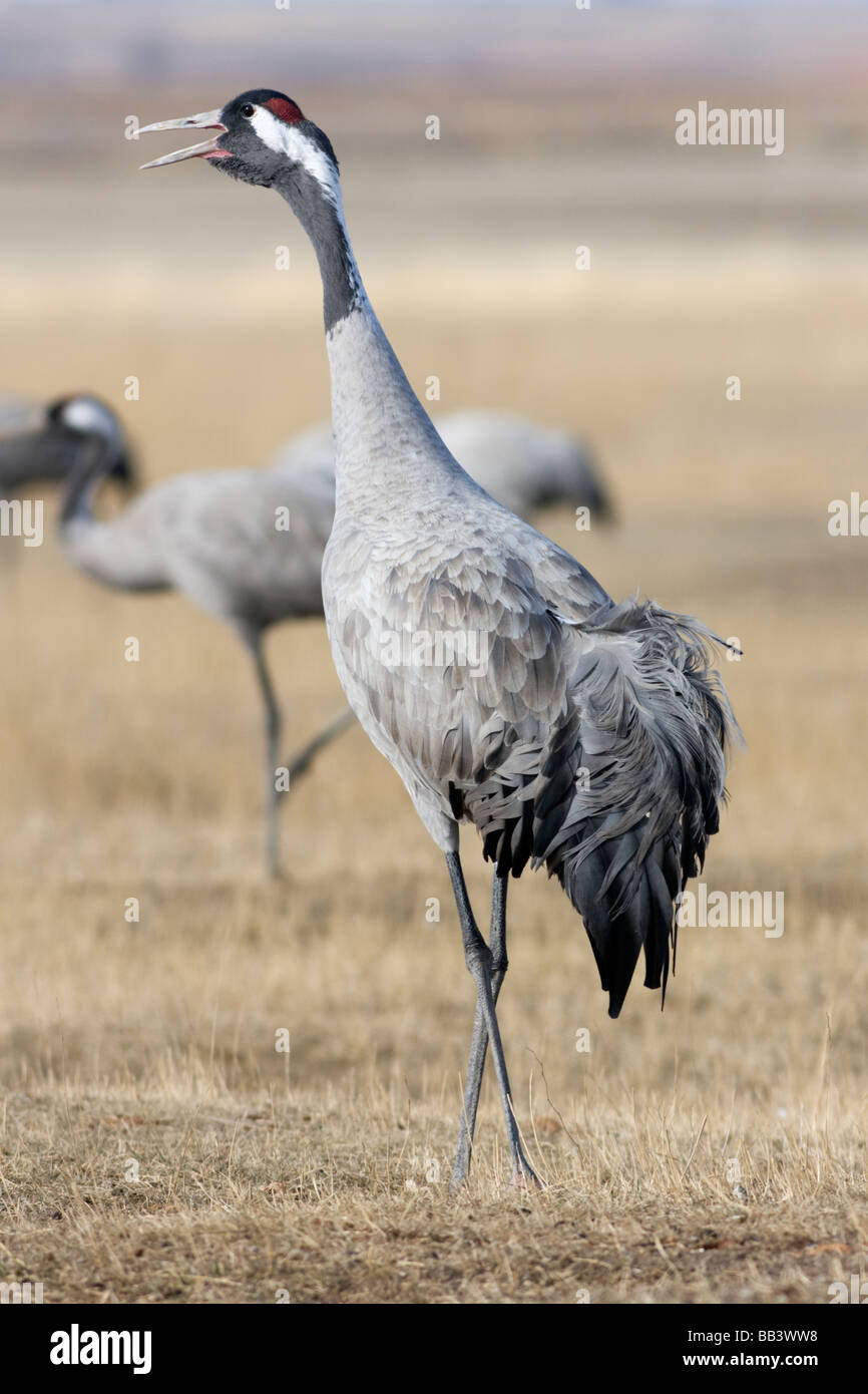 Common spanish birds hi-res stock photography and images - Alamy