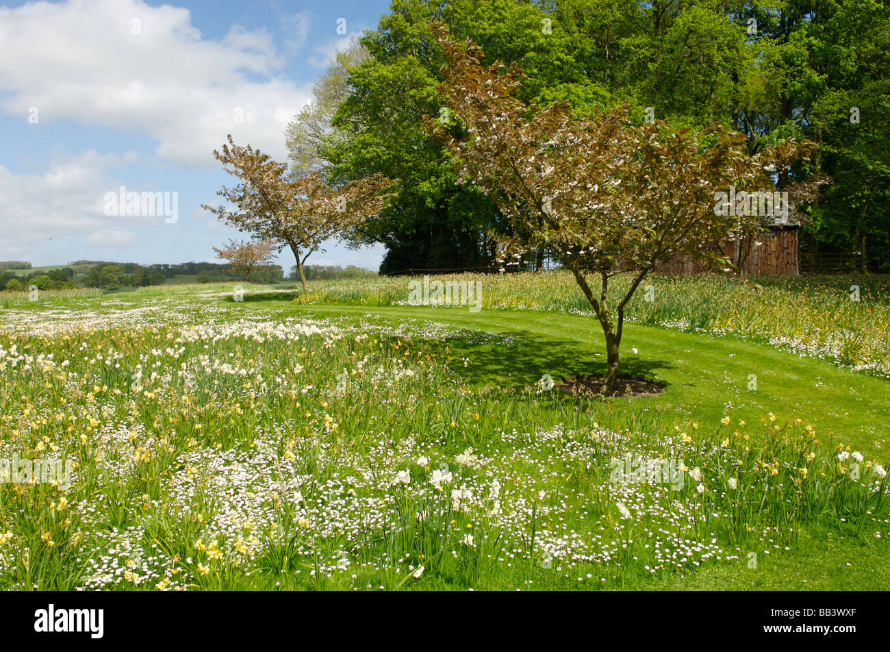 A beautiful English meadow at Alnwick castle, Northumberland Stock ...