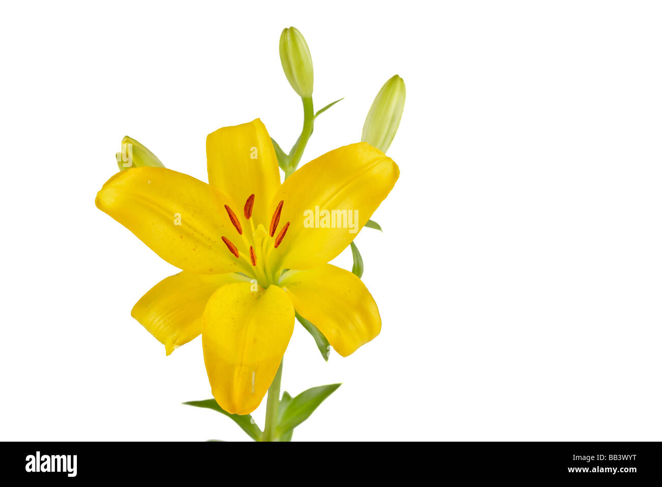 Easter lilly single flower with buds on a white background Stock Photo ...