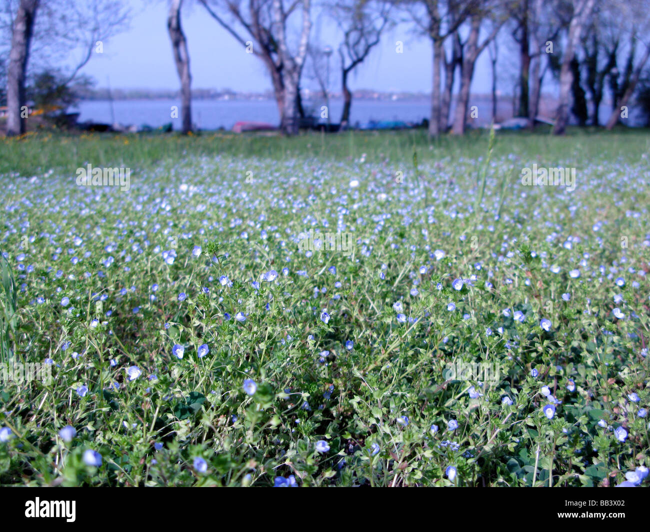 forget me not flowers in a Spring field Stock Photo - Alamy