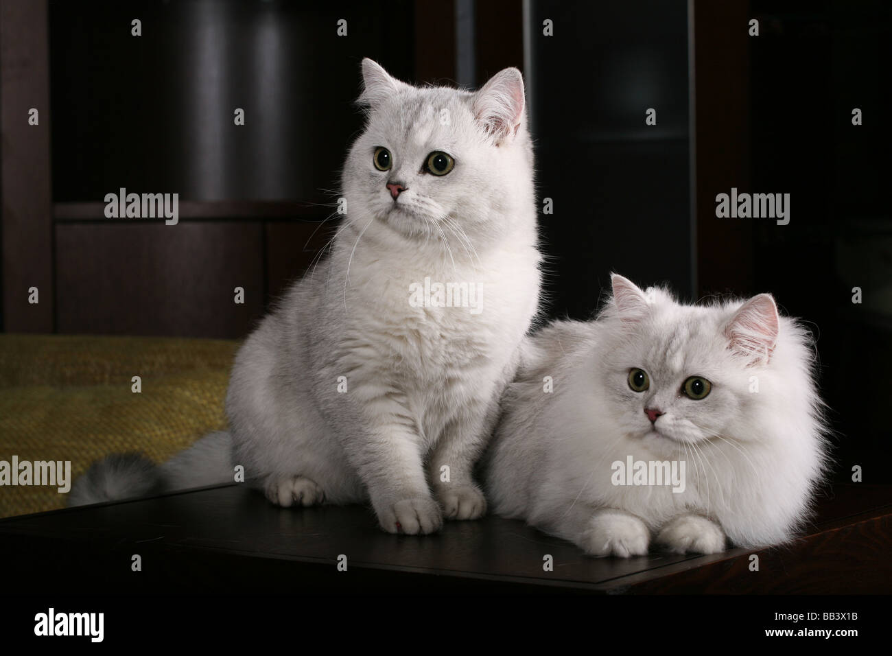 Two British silver cats Stock Photo - Alamy