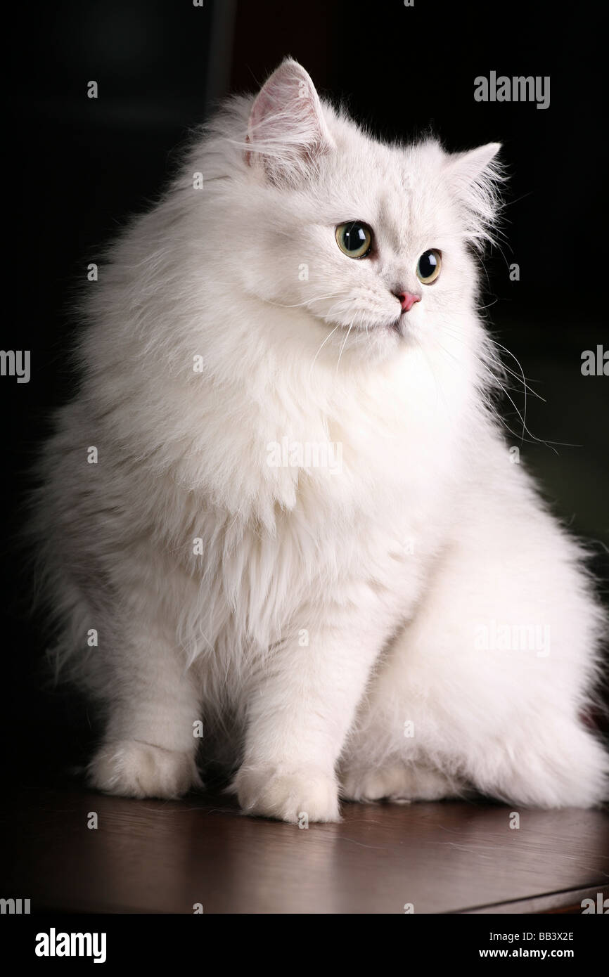 British silver cat Stock Photo - Alamy