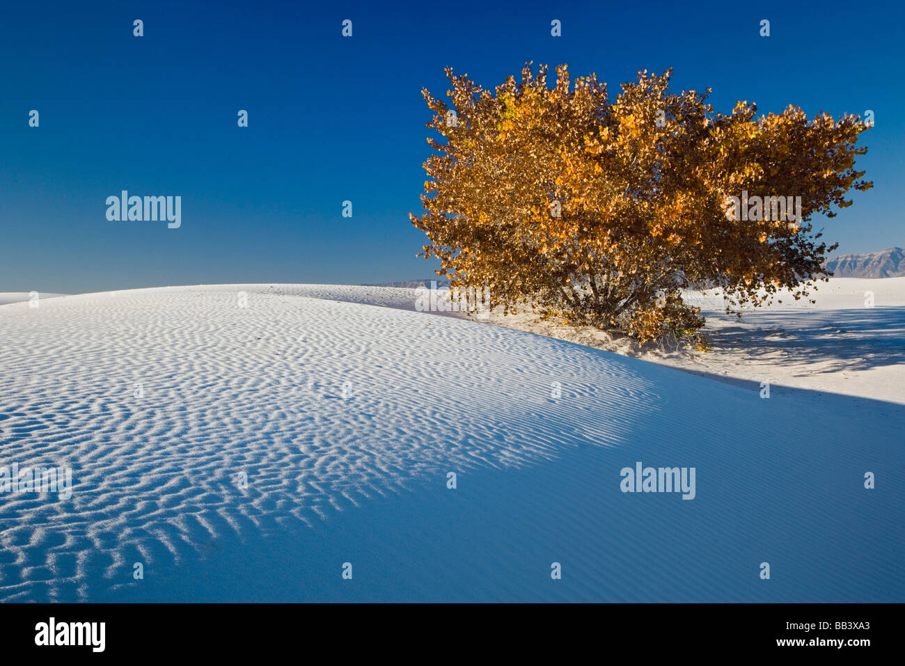 Autumn tree among dunes, White Sands National Monument, New Mexico ...