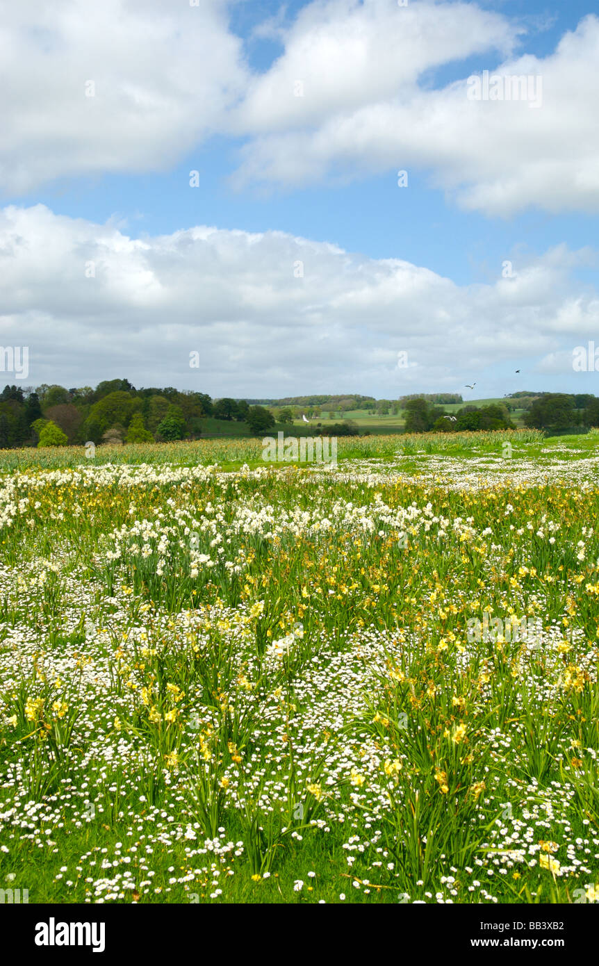 A beautiful English meadow at Alnwick castle, Northumberland Stock ...