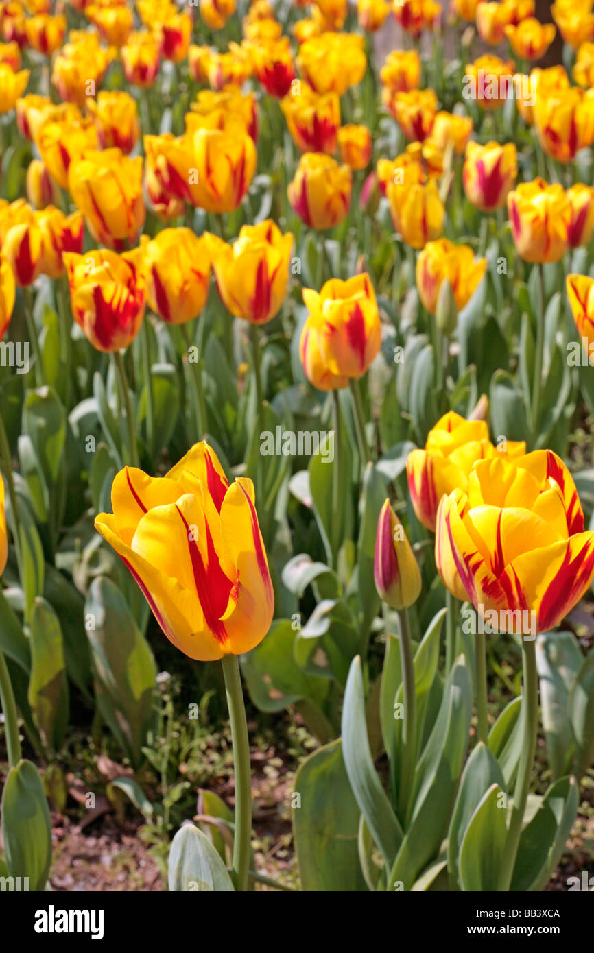Topkapi palace garden flower hi-res stock photography and images - Alamy