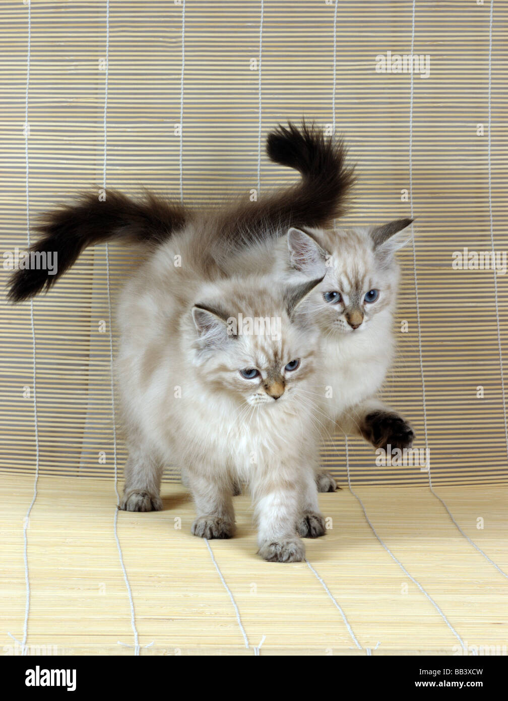 Two Neva Masquerade kittens (AKA Colorpoint Siberian Forest Cat Stock ...