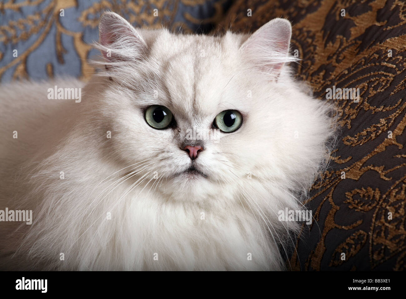 Downy cat hi-res stock photography and images - Alamy