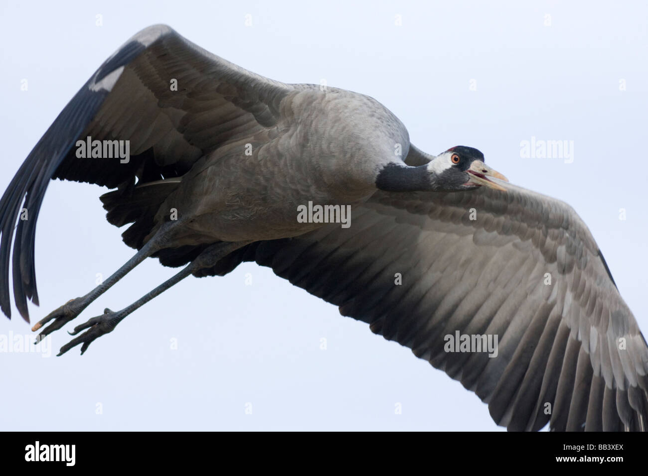 Common Crane Flying High Resolution Stock Photography and Images - Alamy