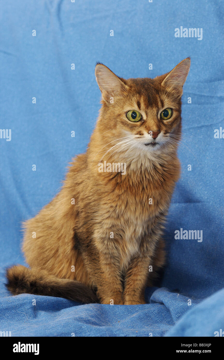 Somali indoors indoor portrait muzzle breed breeds downy fluffy furry ...