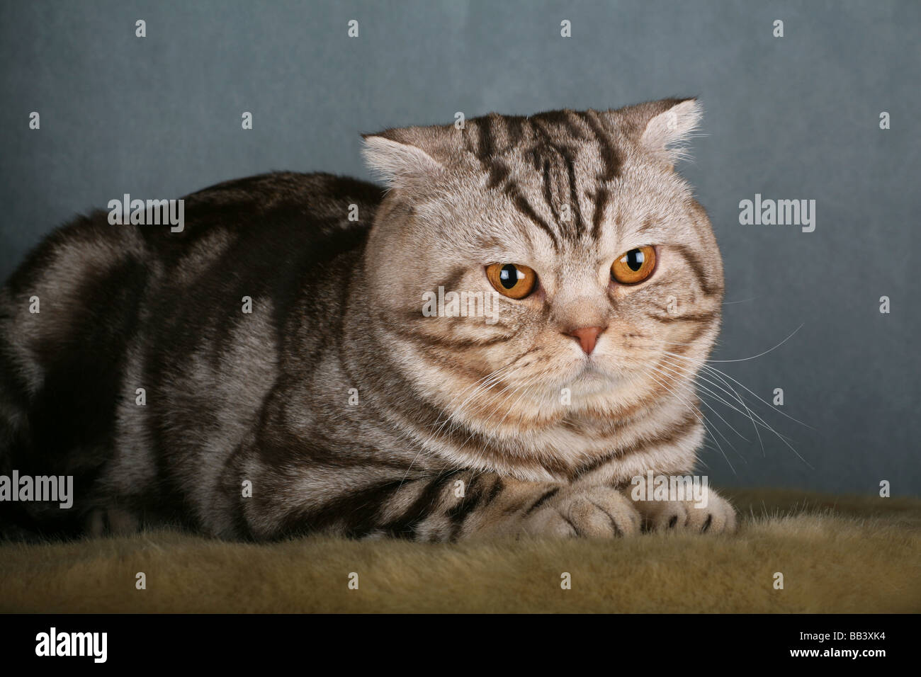 Scottish Fold cat Stock Photo - Alamy