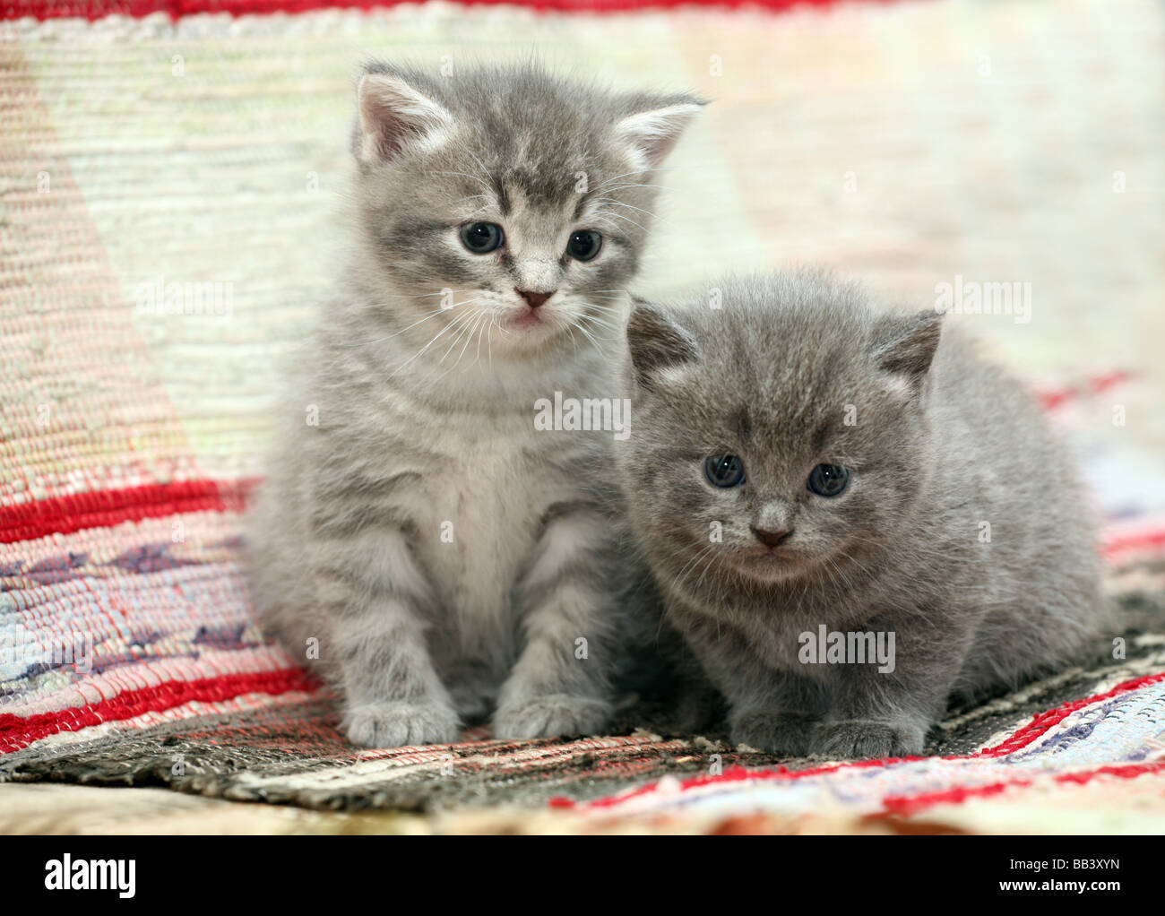 Two grey kittens Stock Photo - Alamy
