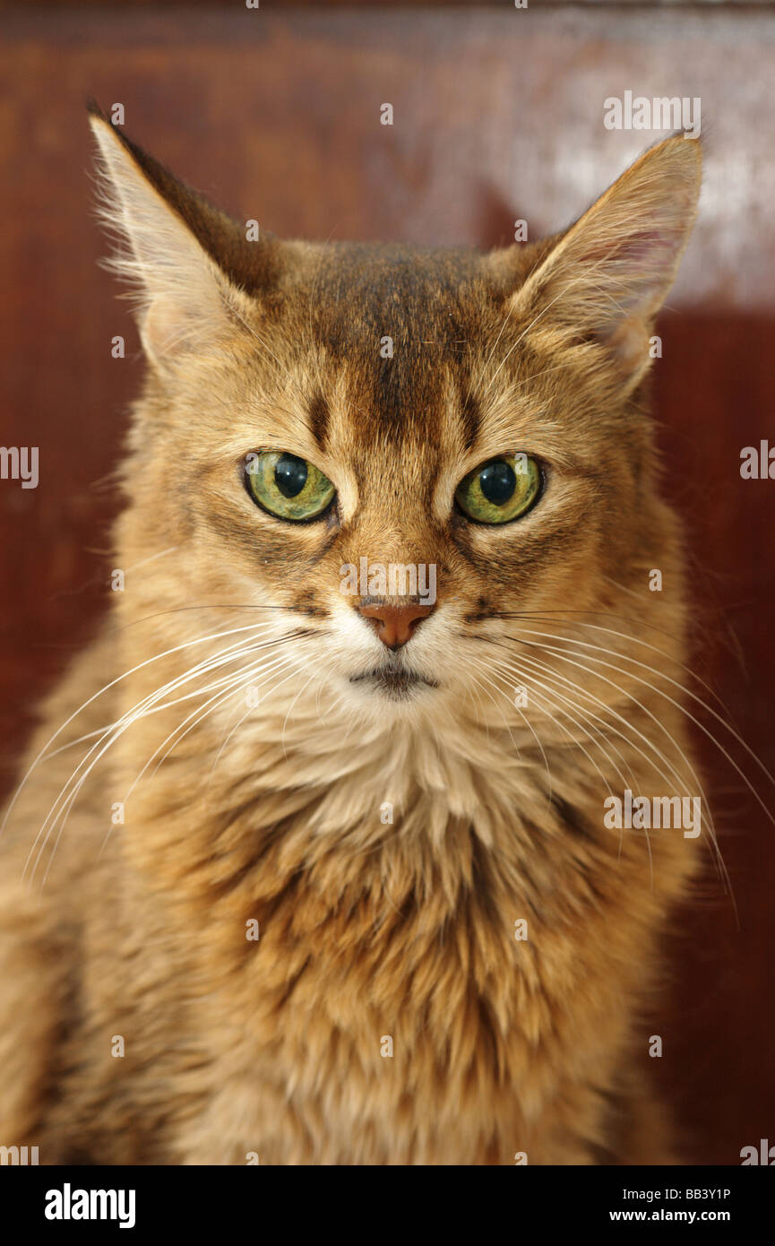 Somali indoors indoor portrait muzzle breed breeds downy fluffy furry ...