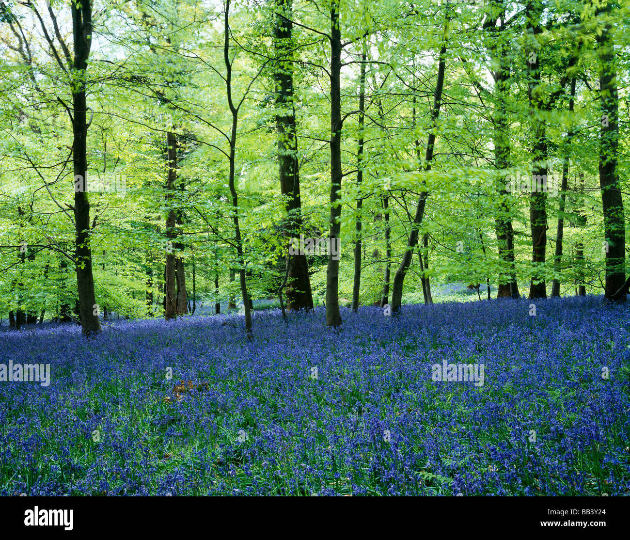 Bluebell in forest hi-res stock photography and images - Alamy