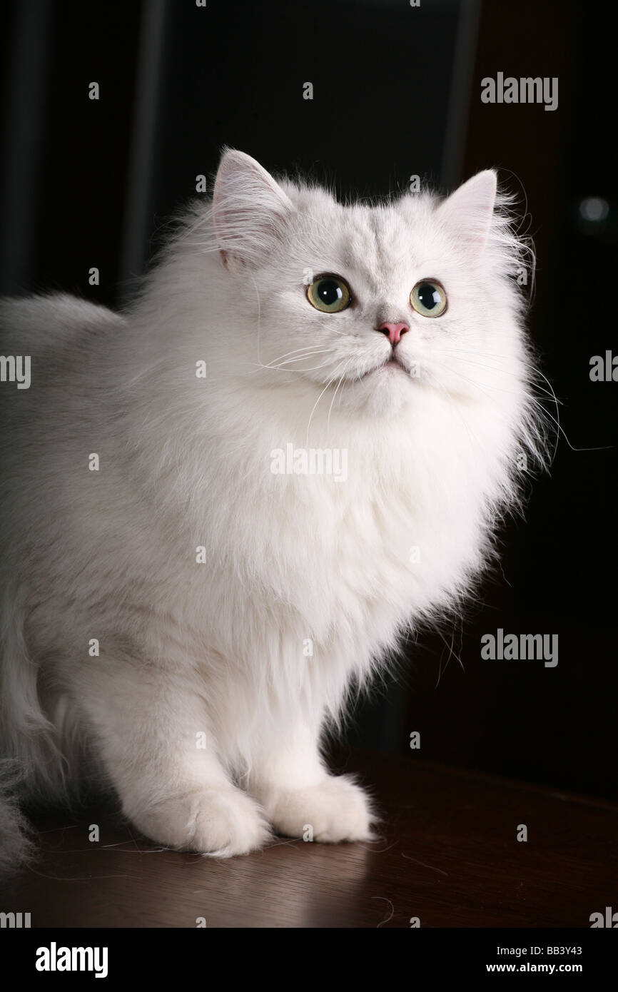 British indoors indoor breed breeds hi-res stock photography and images ...