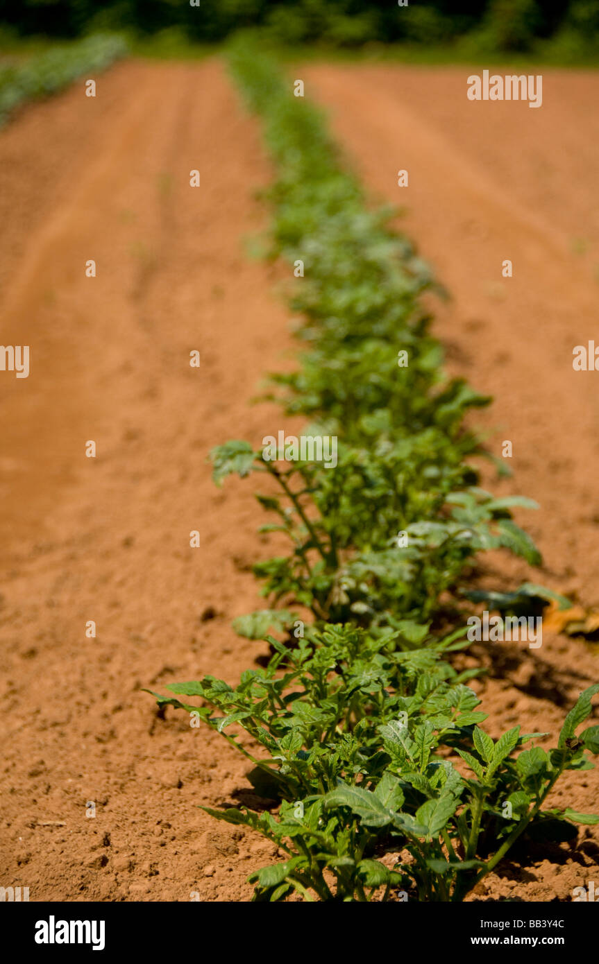 Canada, Prince Edward Island, Cavendish, Park Corner. Local potato farm ...