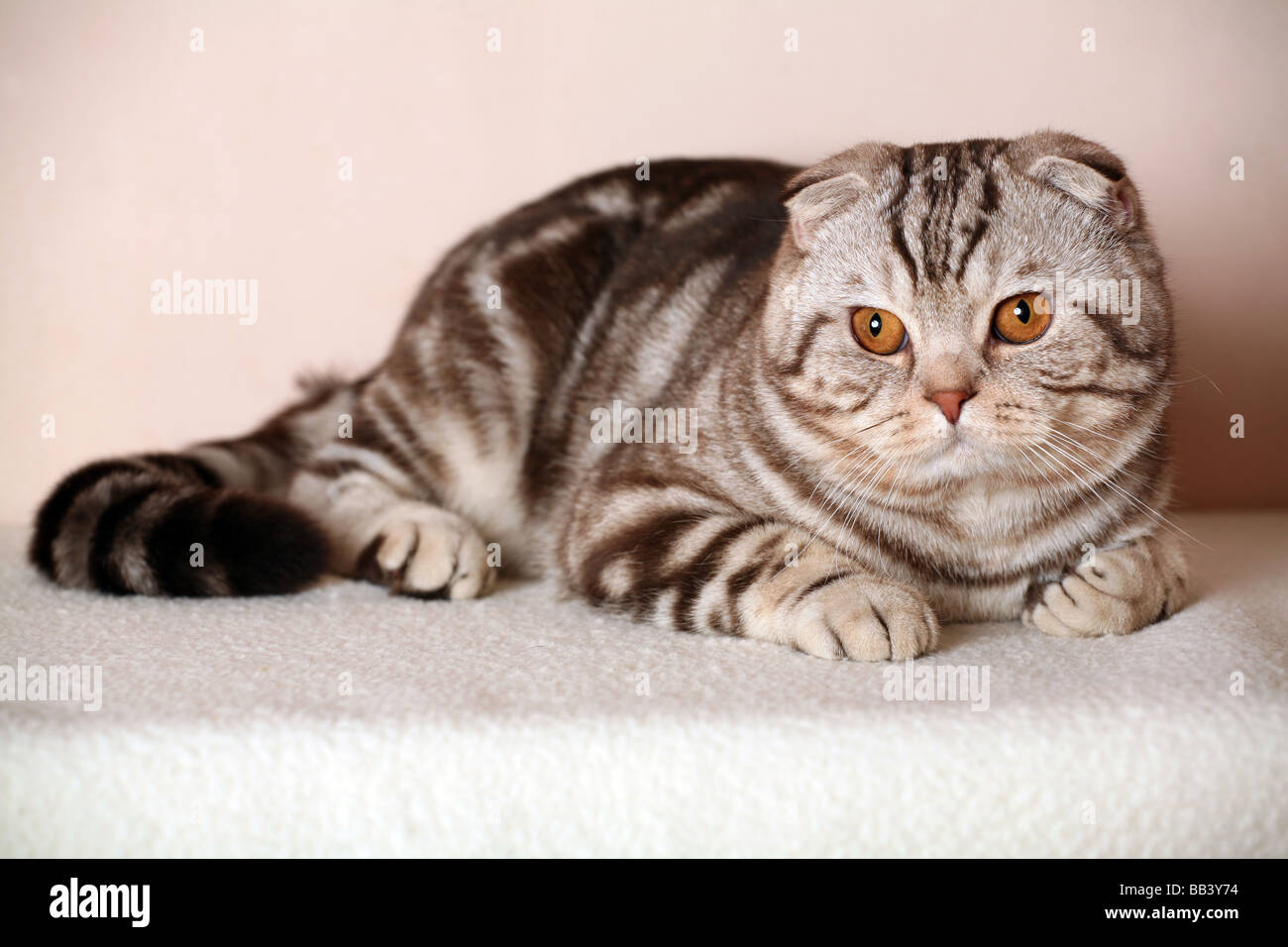 Scottish Fold cat Stock Photo - Alamy