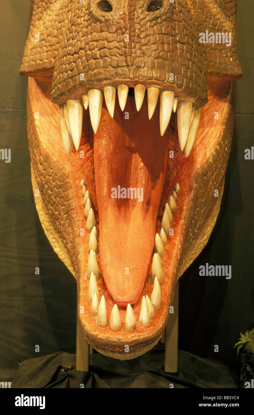 North America, USA, New York, Buffalo. Simulated dinosaur head on ...
