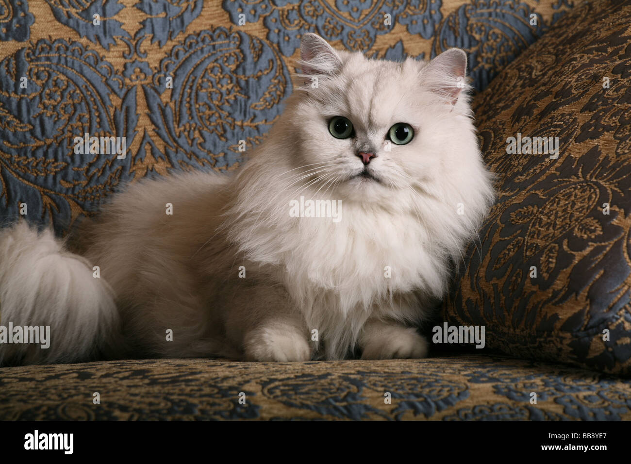 British breed breeds indoors indoor portrait muzzle hi-res stock ...